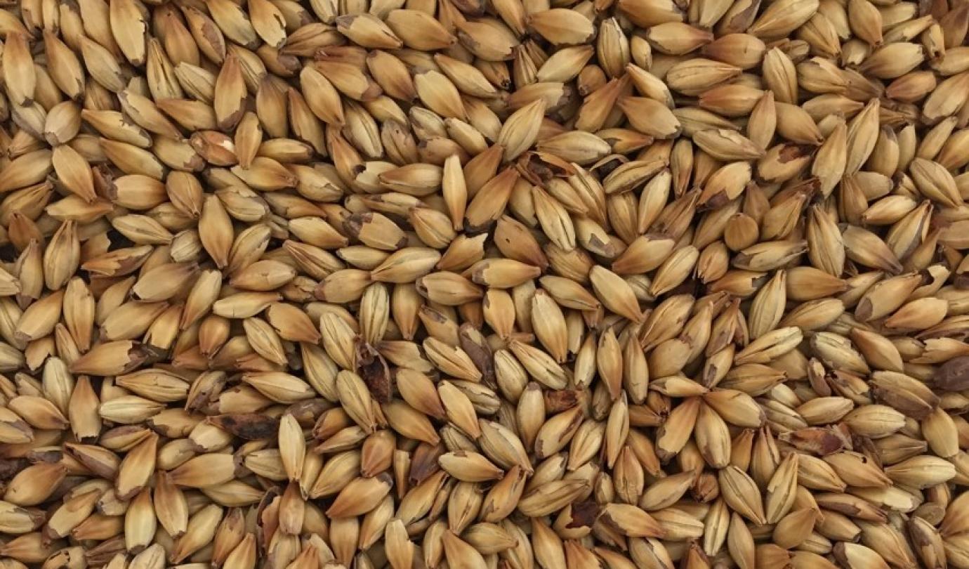 Kilned C60 | Malteurop